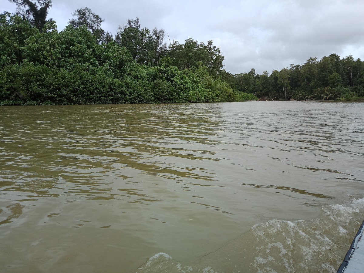 Solomons Gold Mine of shrimps and their roles on river ecology ...